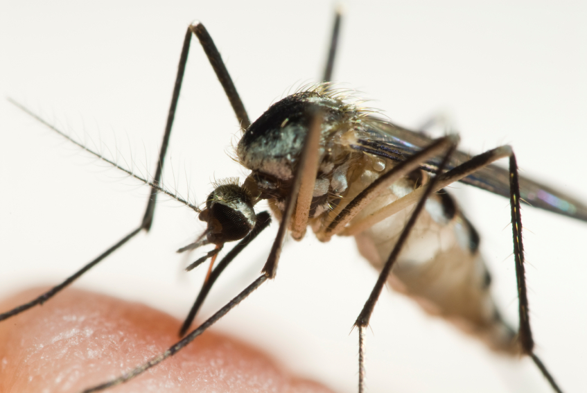 Mosquito & Tick Control – Arterix